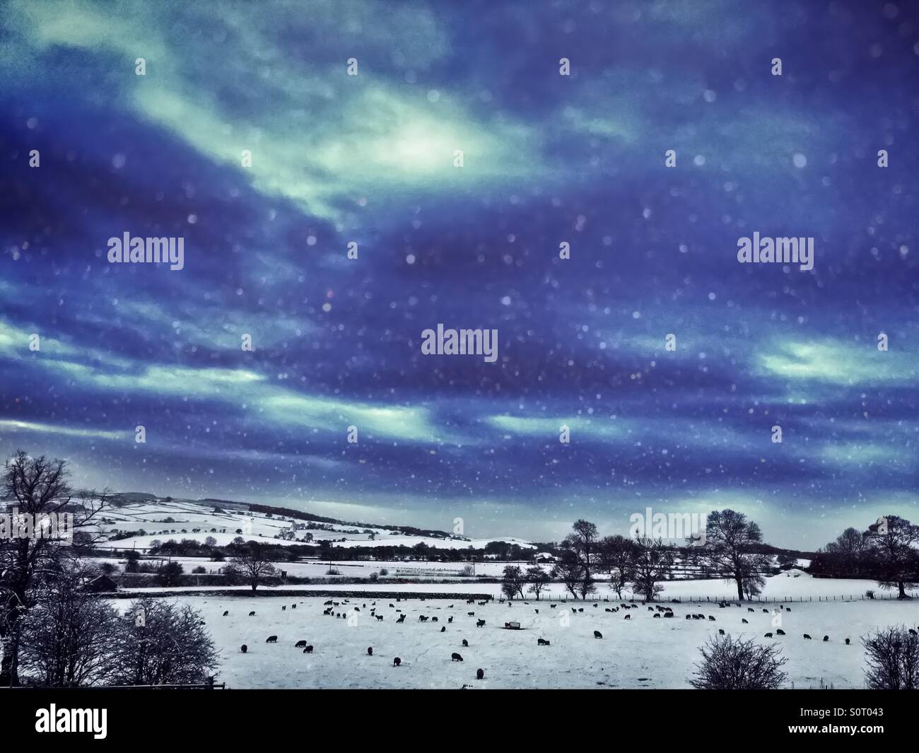 Snow falling on snow covered fields at Skipton in Yorkshire Stock Photo ...