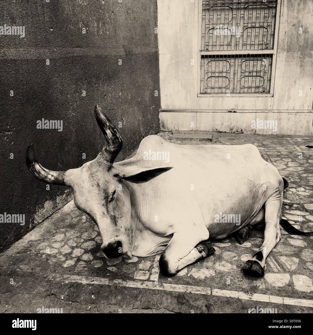 Sleeping cow hi-res stock photography and images - Alamy