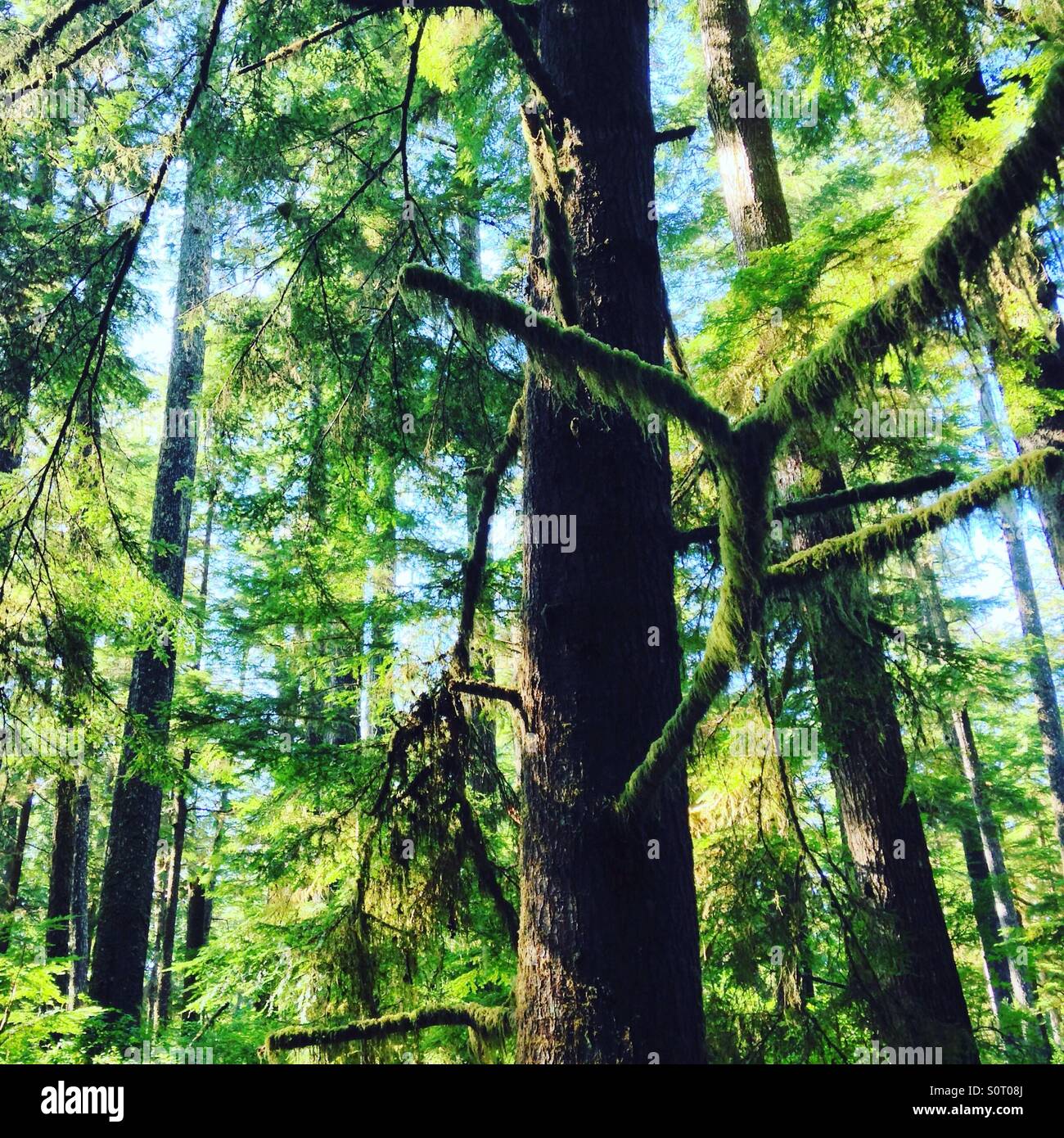 Canadian rainforest hi-res stock photography and images - Alamy