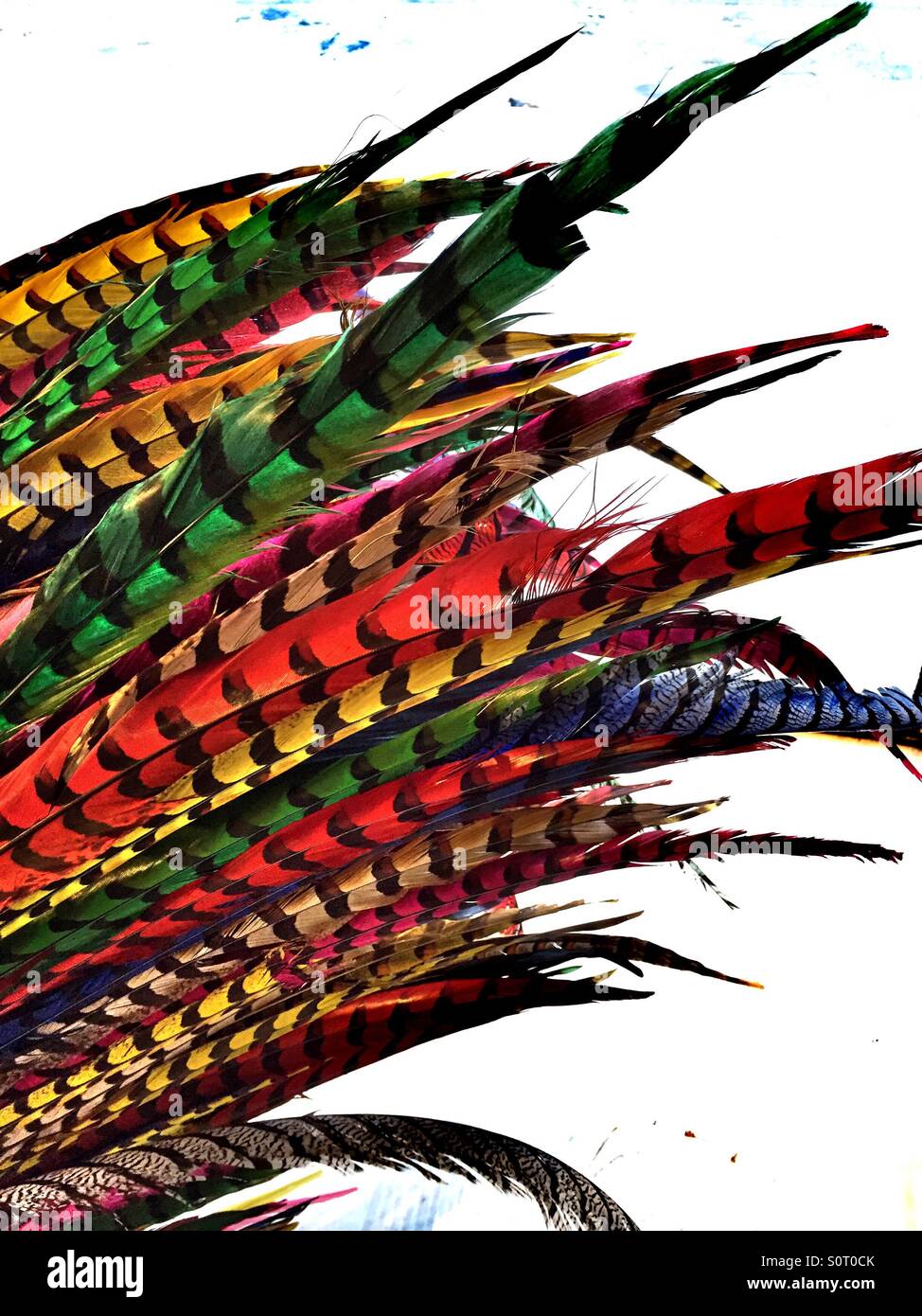 Feathers with many colors hi-res stock photography and images - Alamy