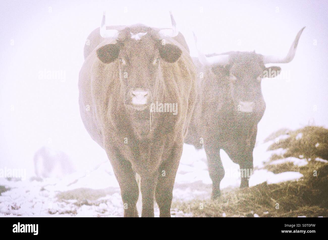 Ox in winter fog Stock Photo - Alamy