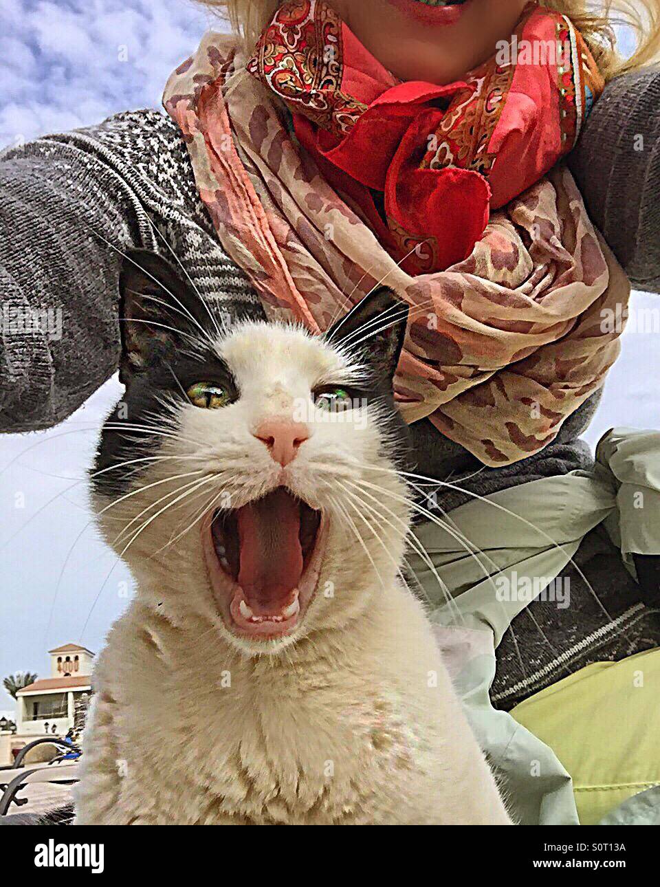 ...happy cat Stock Photo - Alamy