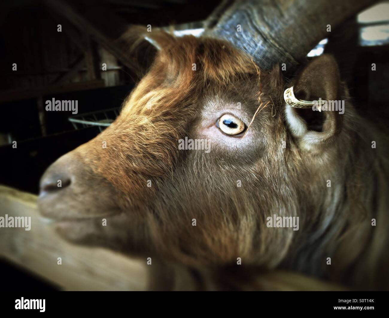 Goat eye slit hi-res stock photography and images - Alamy