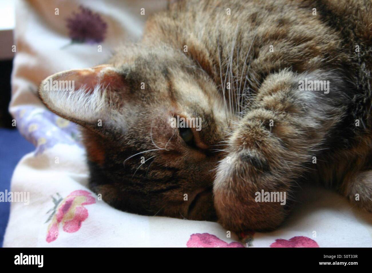 Cat Covering Face