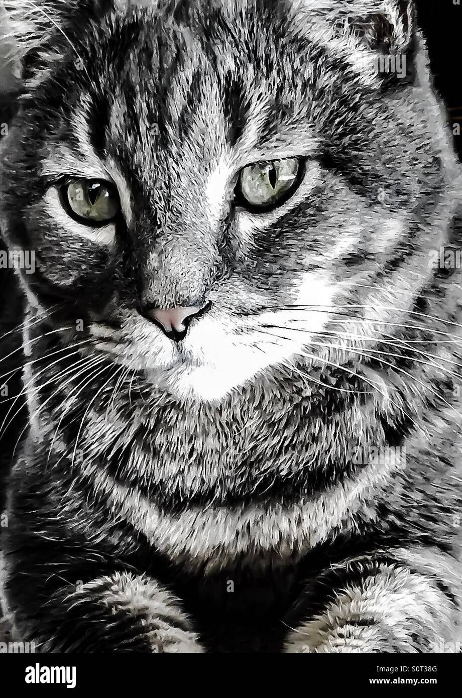 Cat portraits hi-res stock photography and images - Alamy