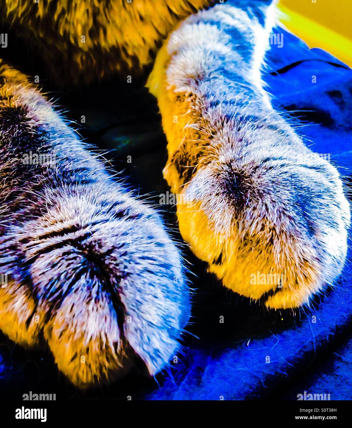 Cat paws and feline paws hi-res stock photography and images - Alamy