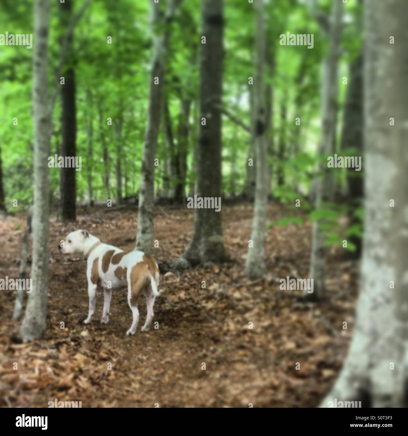 Dog in the woods hi-res stock photography and images - Alamy