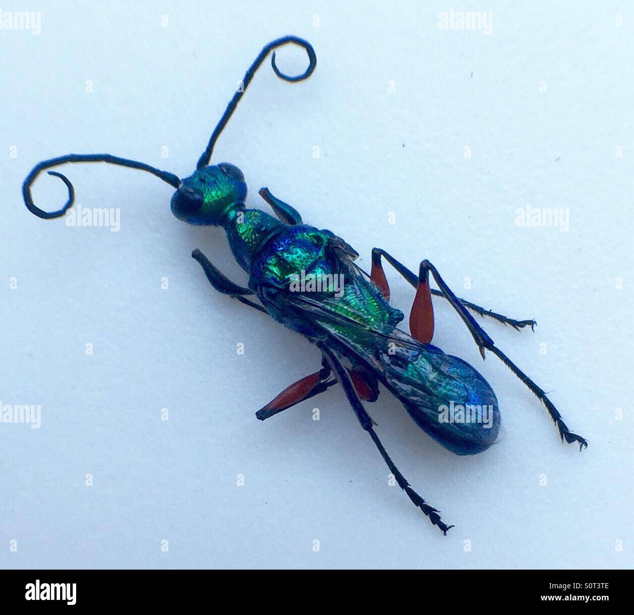 Blue bug hi-res stock photography and images - Alamy