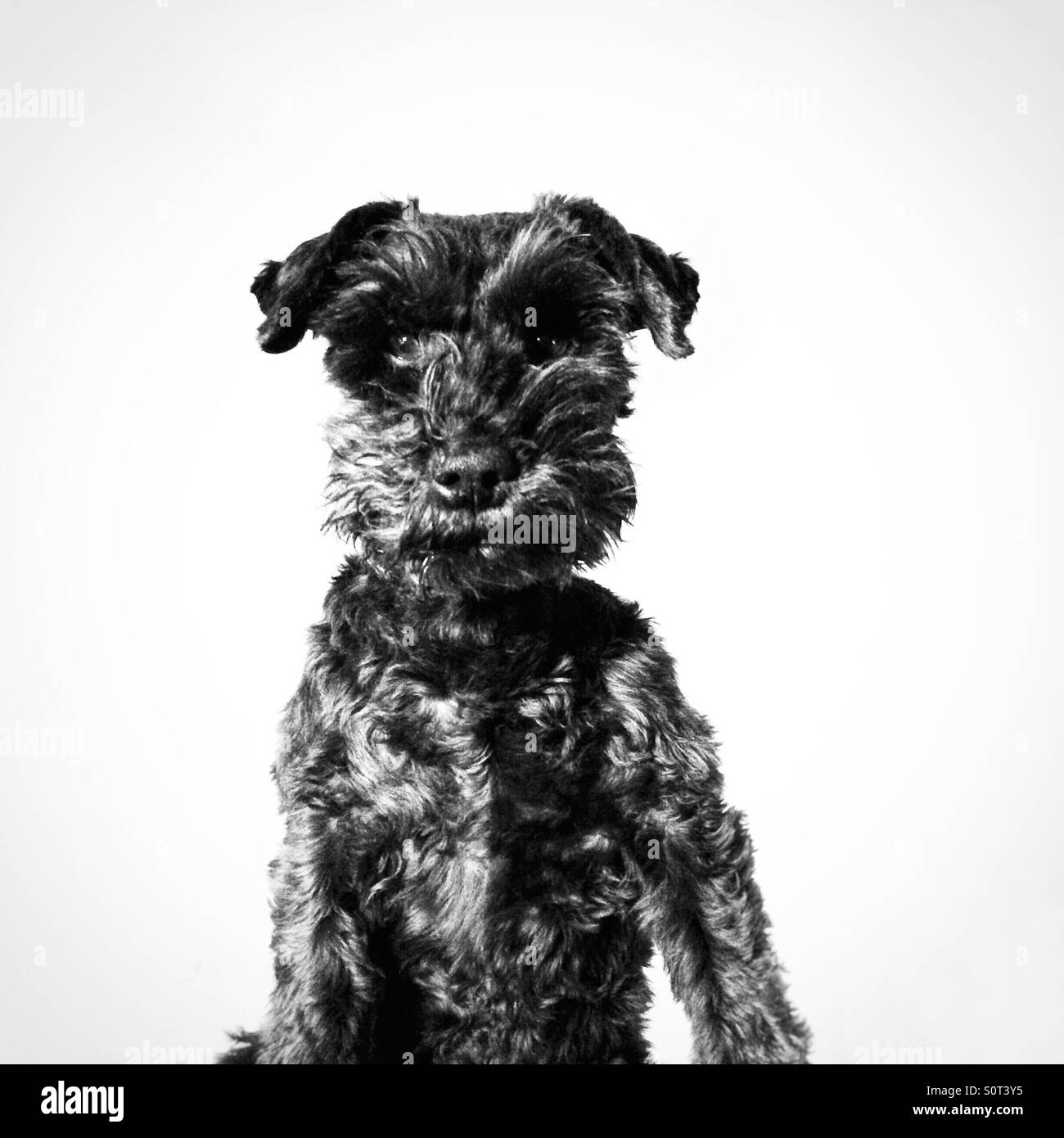 Guarding dog Black and White Stock Photos & Images - Alamy