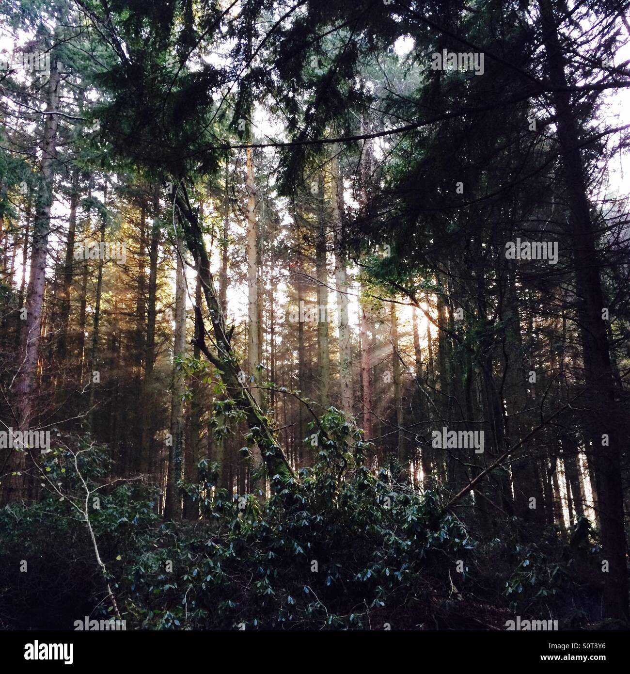 Streaming trees through hi-res stock photography and images - Alamy