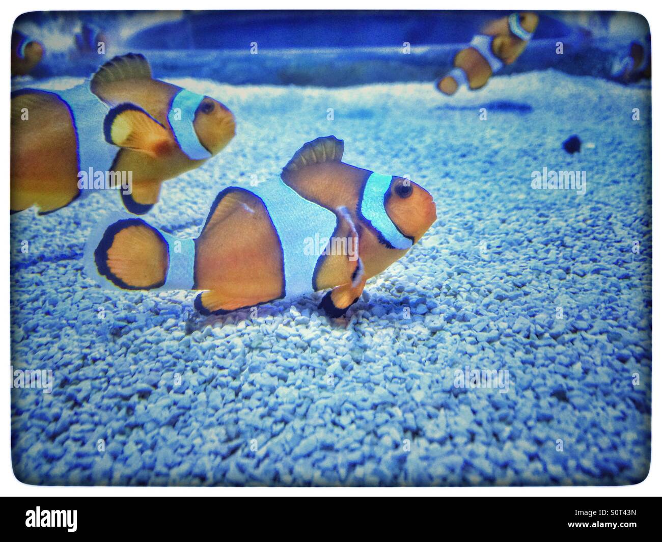 Clownfish in a tank at the Two Oceans Aquarium in Cape Town, South ...