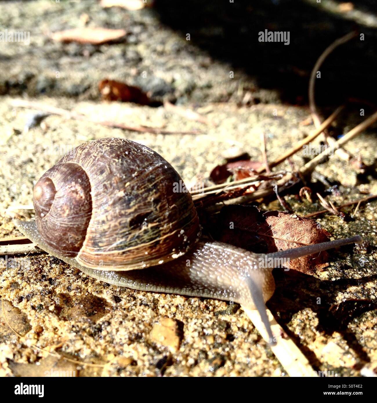 Concrete snail hi-res stock photography and images - Alamy