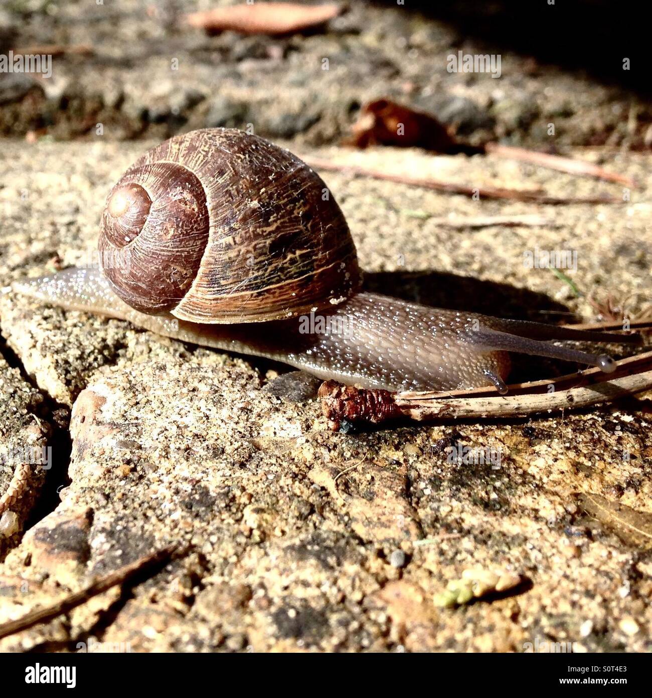 Snail full length Stock Photo - Alamy