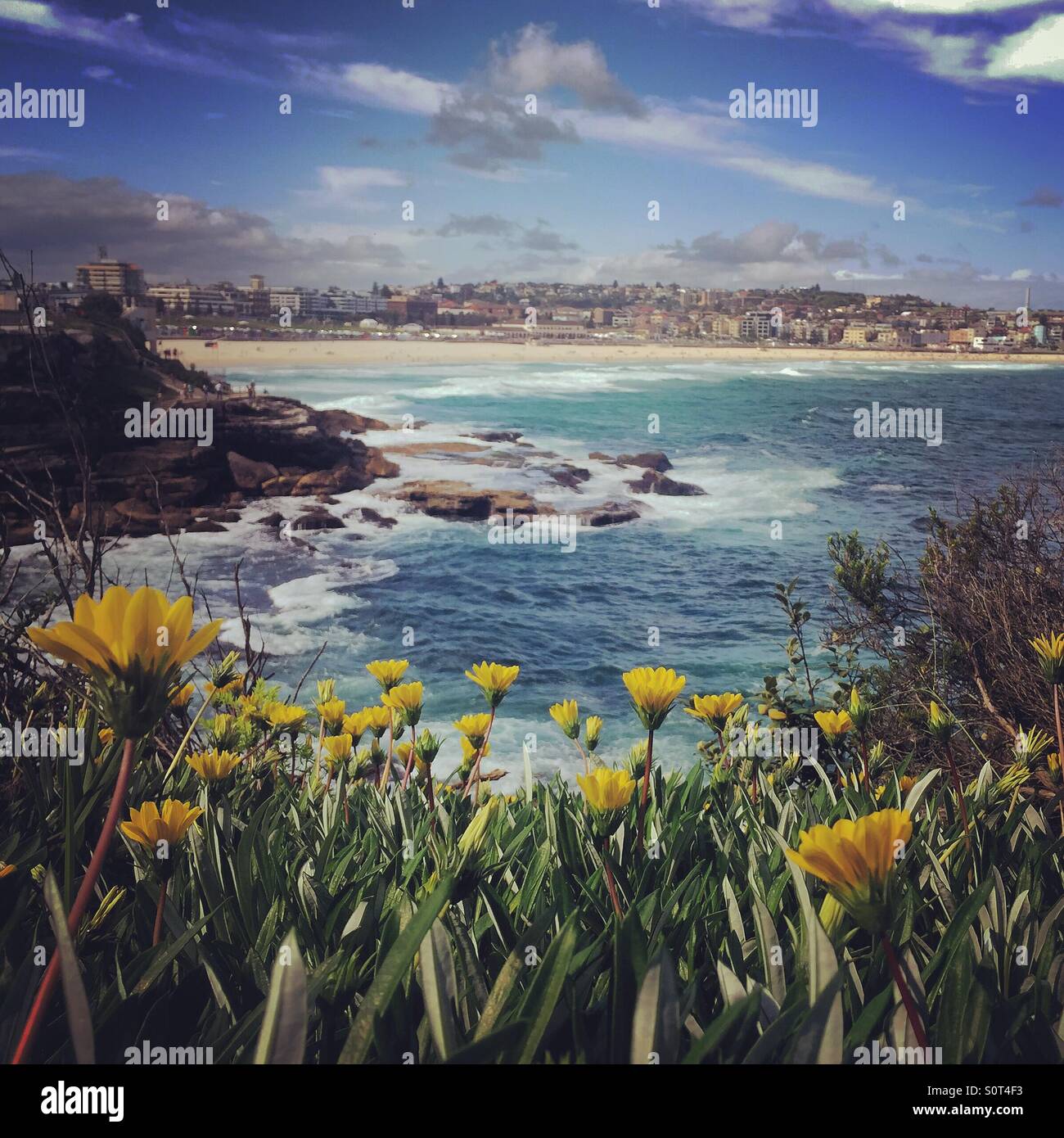 Bondi flowers hi-res stock photography and images - Alamy