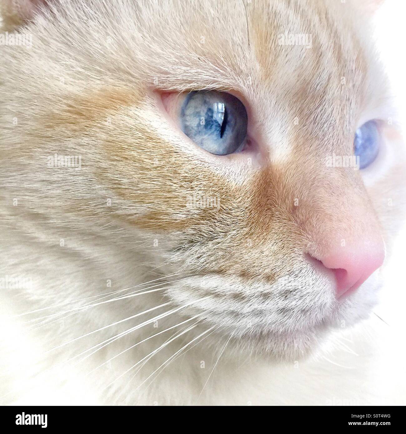 Flame point siamese domestic shorthair hi-res stock photography and ...