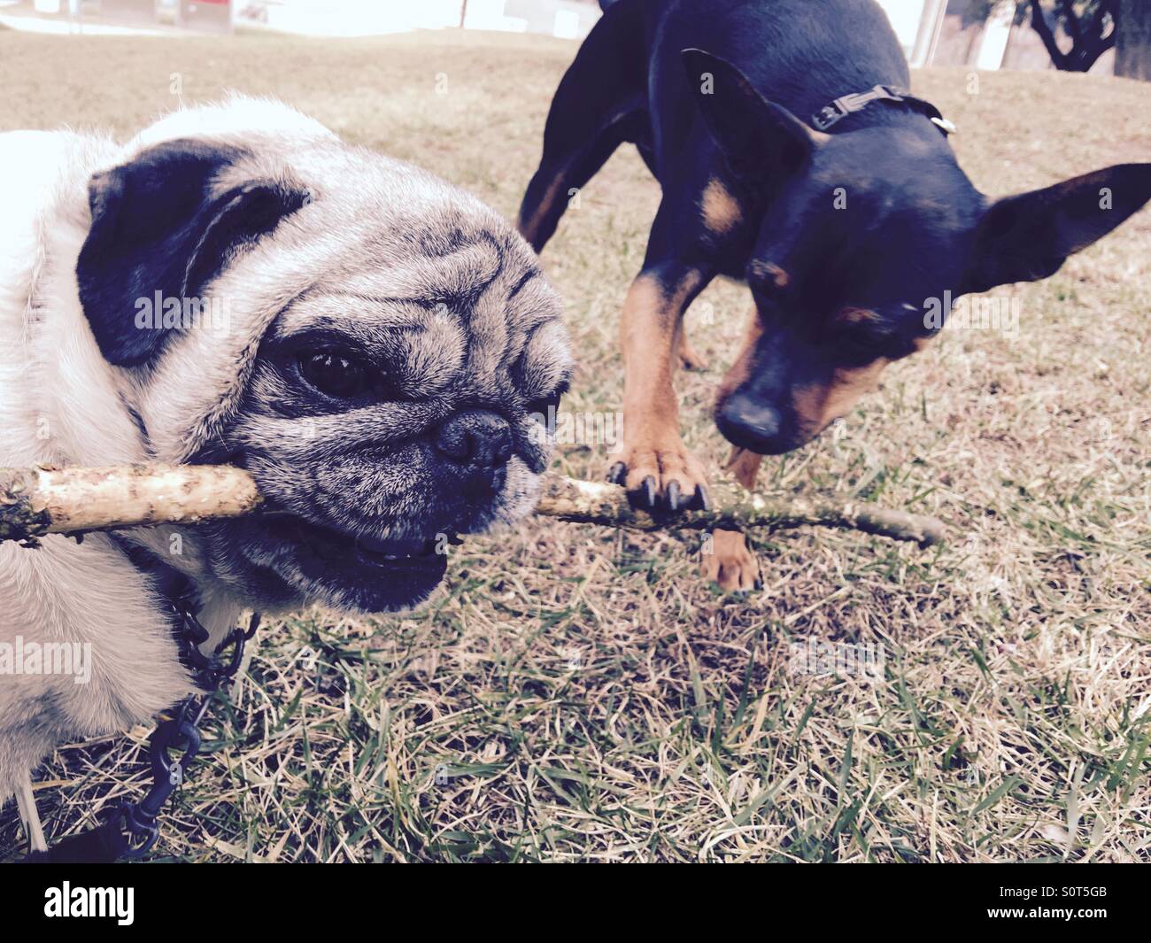 Two Dogs compete about one stick Stock Photo - Alamy