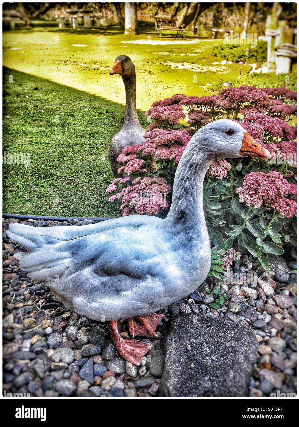 Pilgrim goose hi-res stock photography and images - Alamy