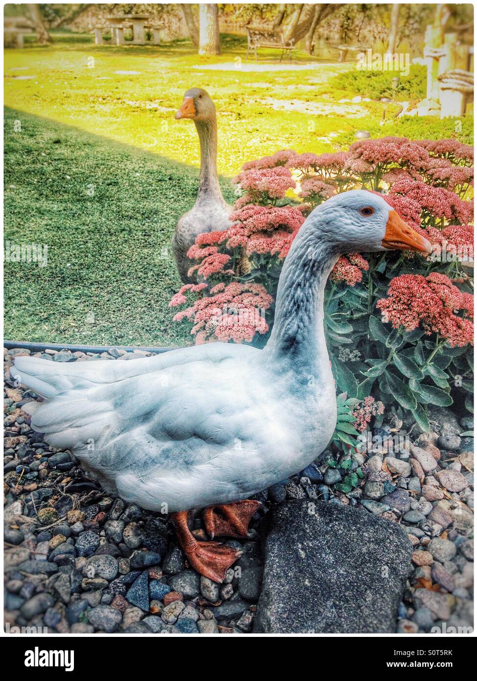 Pilgrim goose hi-res stock photography and images - Alamy
