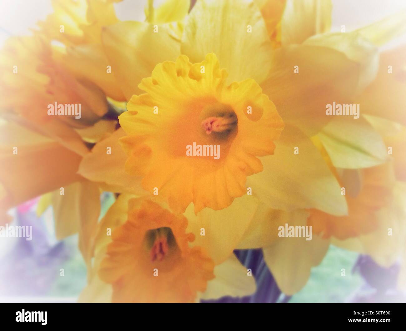 Closeup daffodil flowers in hi-res stock photography and images - Alamy