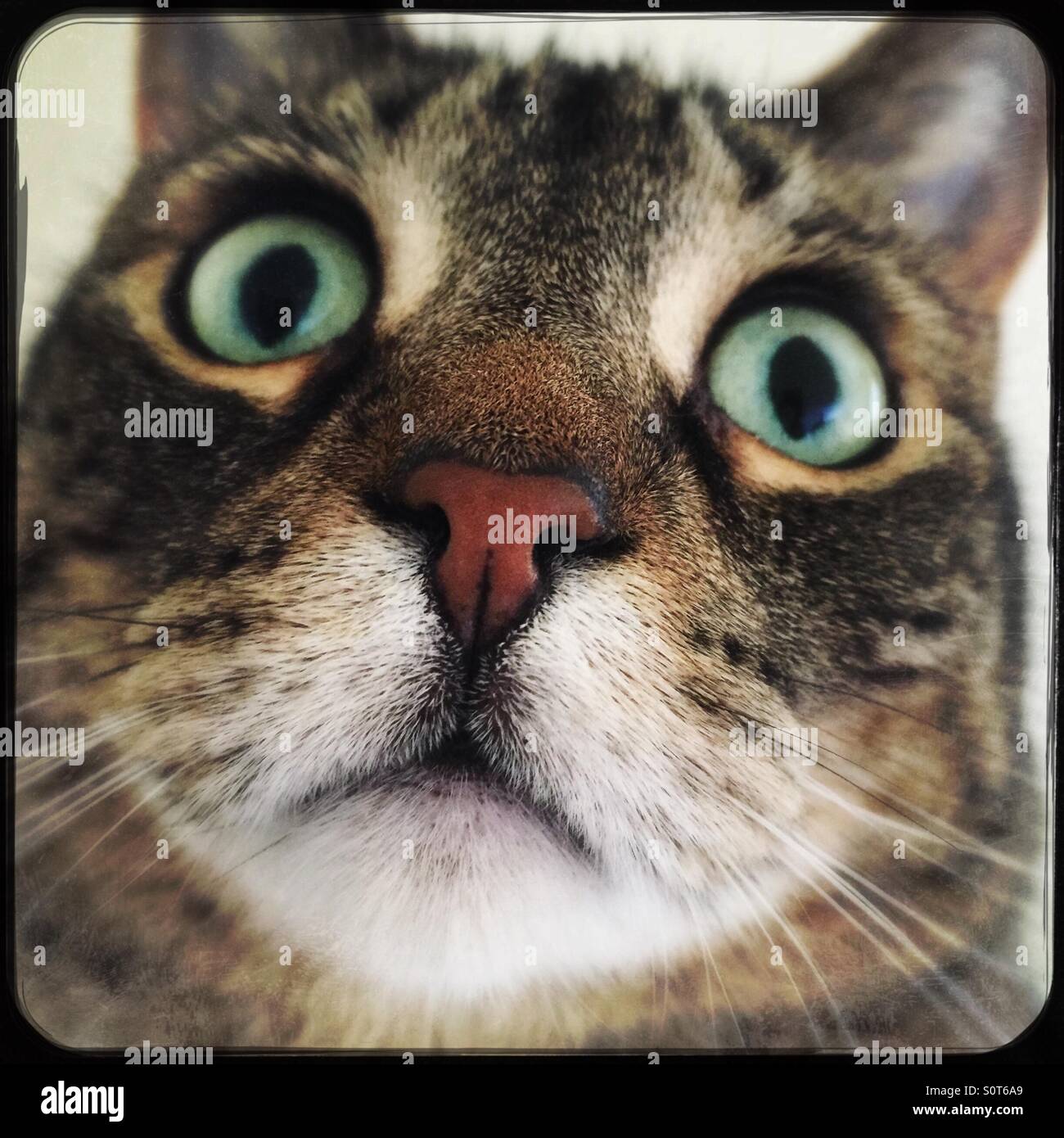 Funny tabby cat face close up Stock Photo - Alamy