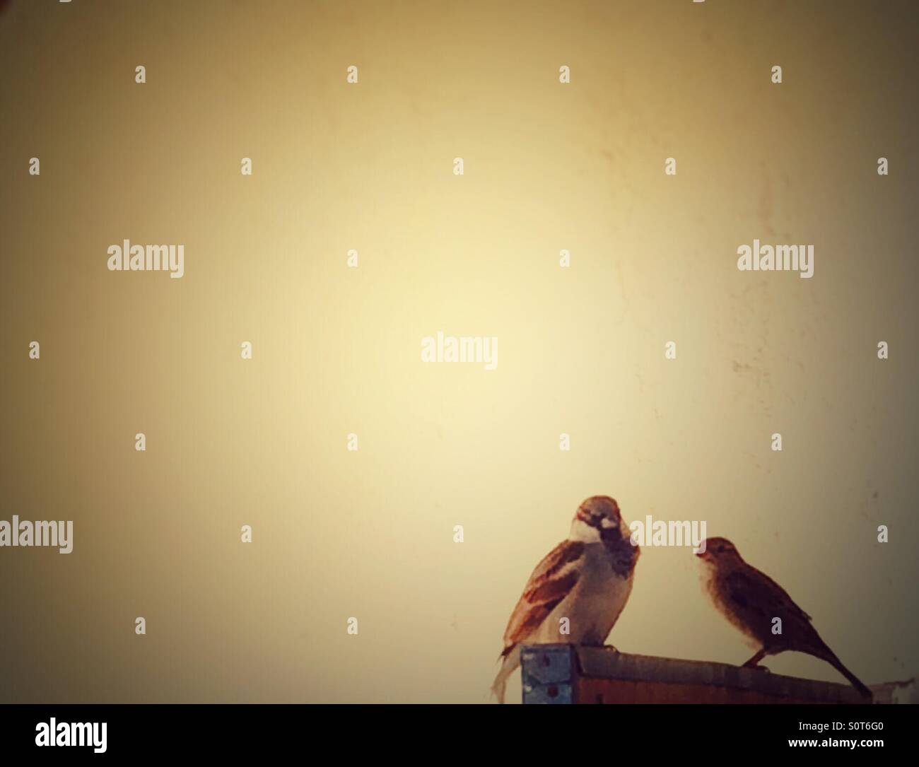 Beautiful sparrows hi-res stock photography and images - Alamy