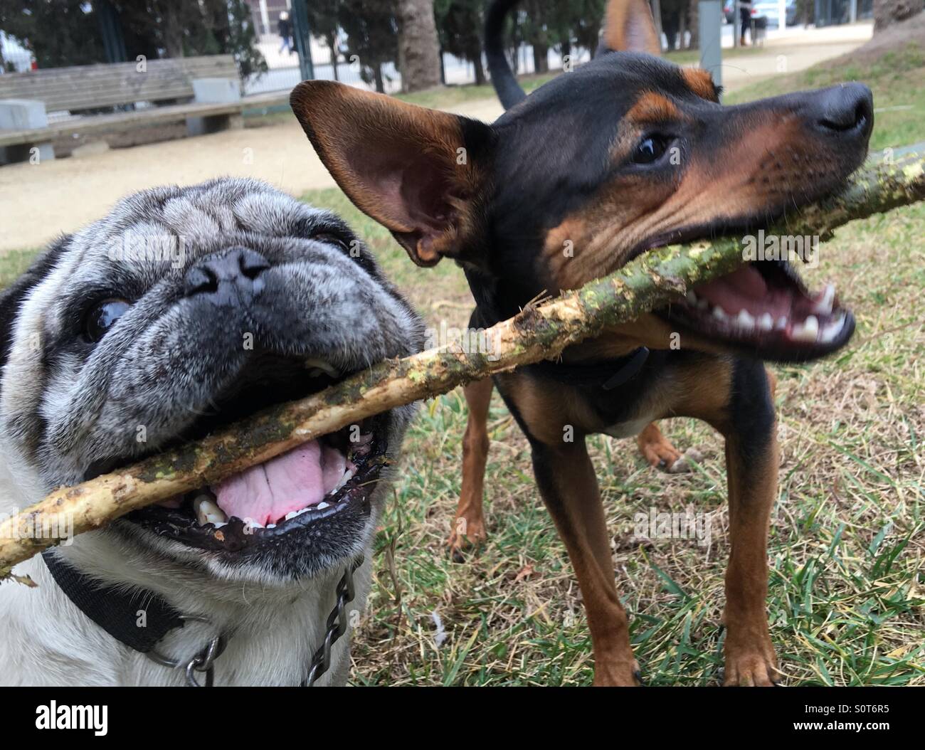 Two dogs one dog hi-res stock photography and images - Alamy