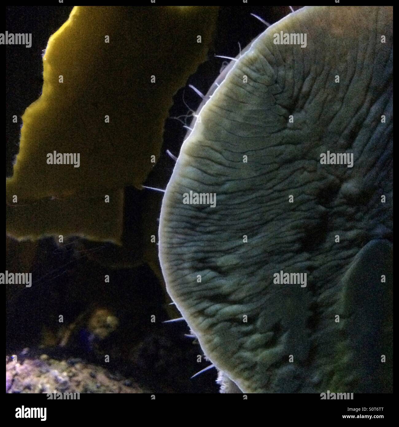 Abalone (Haliotis midae) clinging to glass panel in the Two Oceans ...