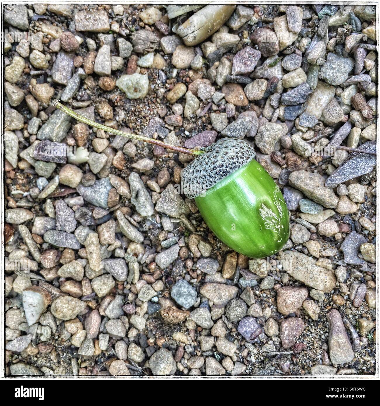 Acorn on ground Stock Photo - Alamy