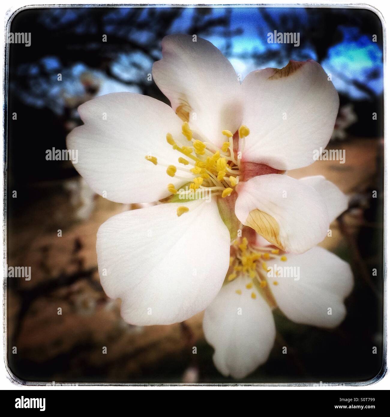 The flowers of the Almond tree [Prunus dulcis], Catalonia, Spain Stock ...