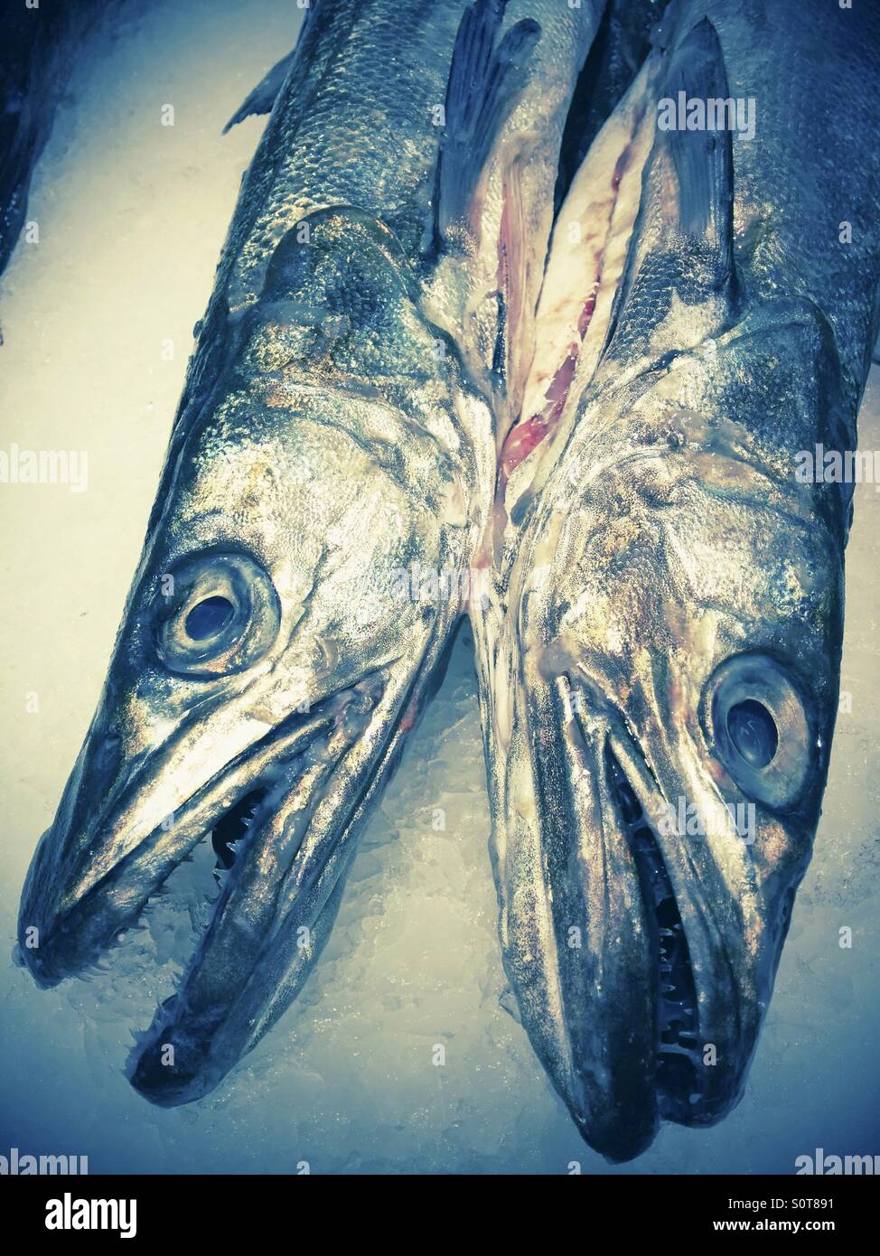 Hake fishing hi-res stock photography and images - Alamy