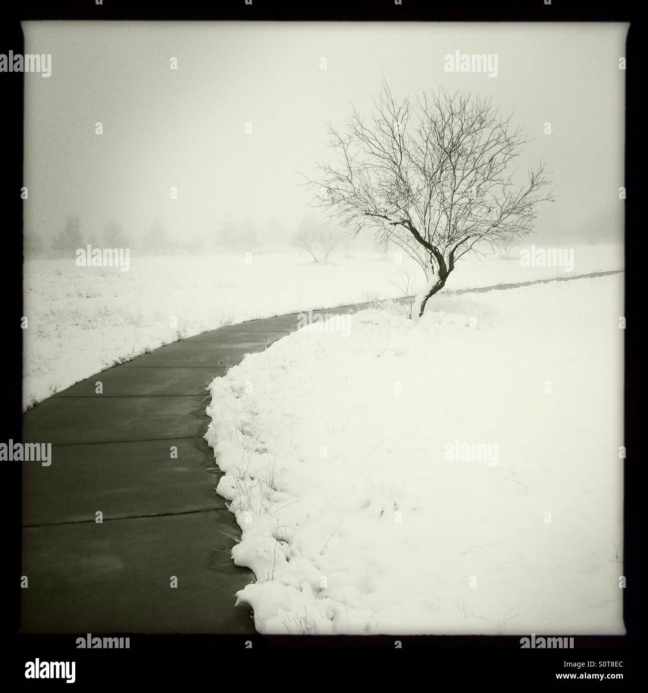 Kokernot Park in Alpine, Texas, under snow Stock Photo - Alamy