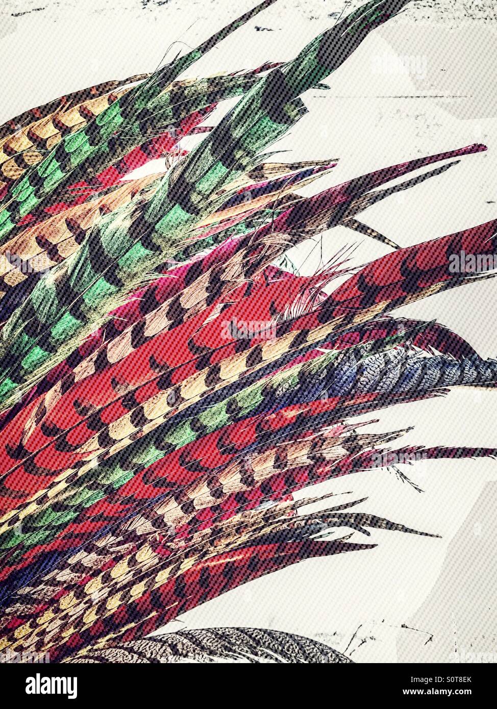 Feathers With Many Colors High Resolution Stock Photography and Images ...