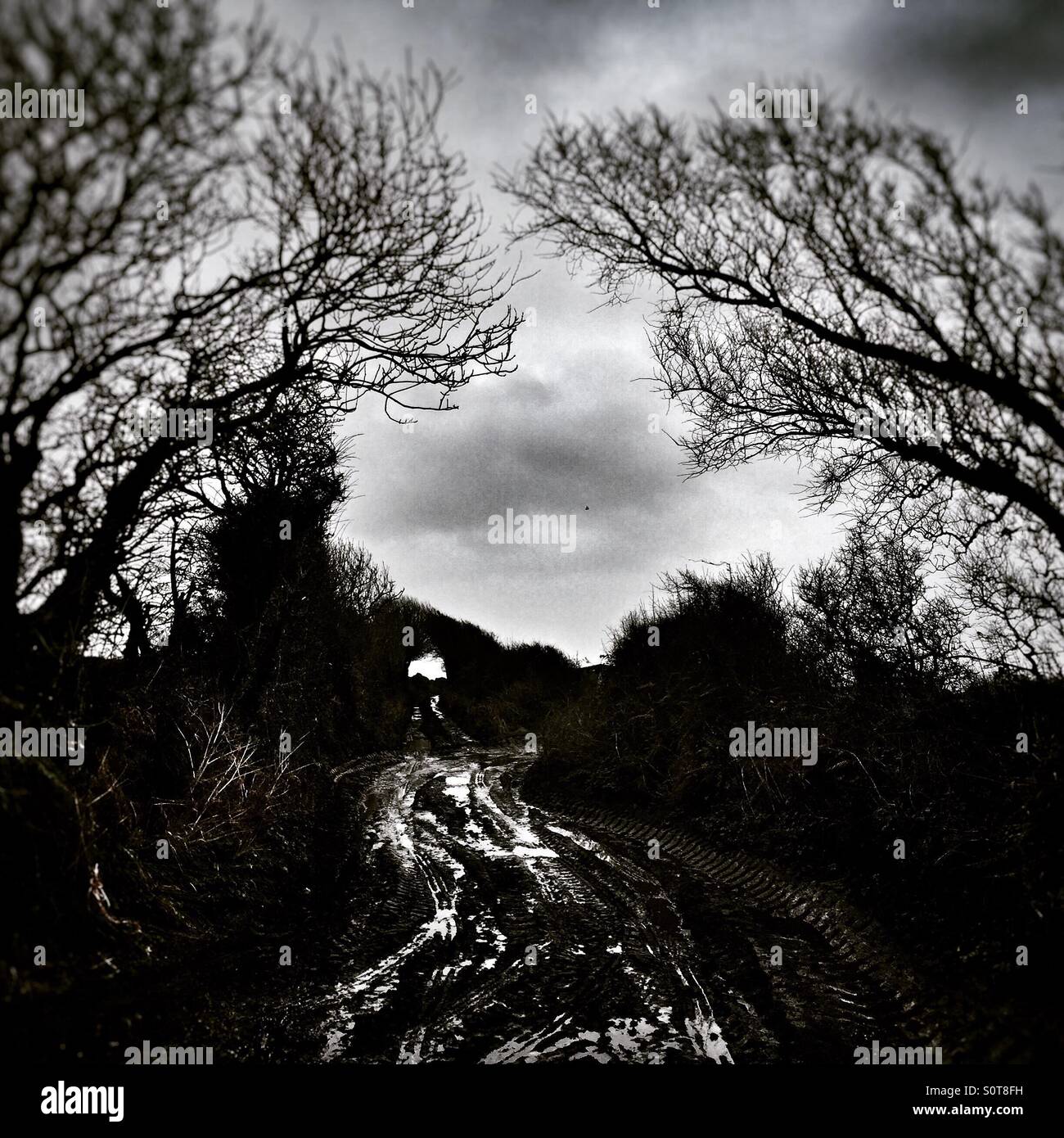 Dark Country Lane High Resolution Stock Photography and Images - Alamy