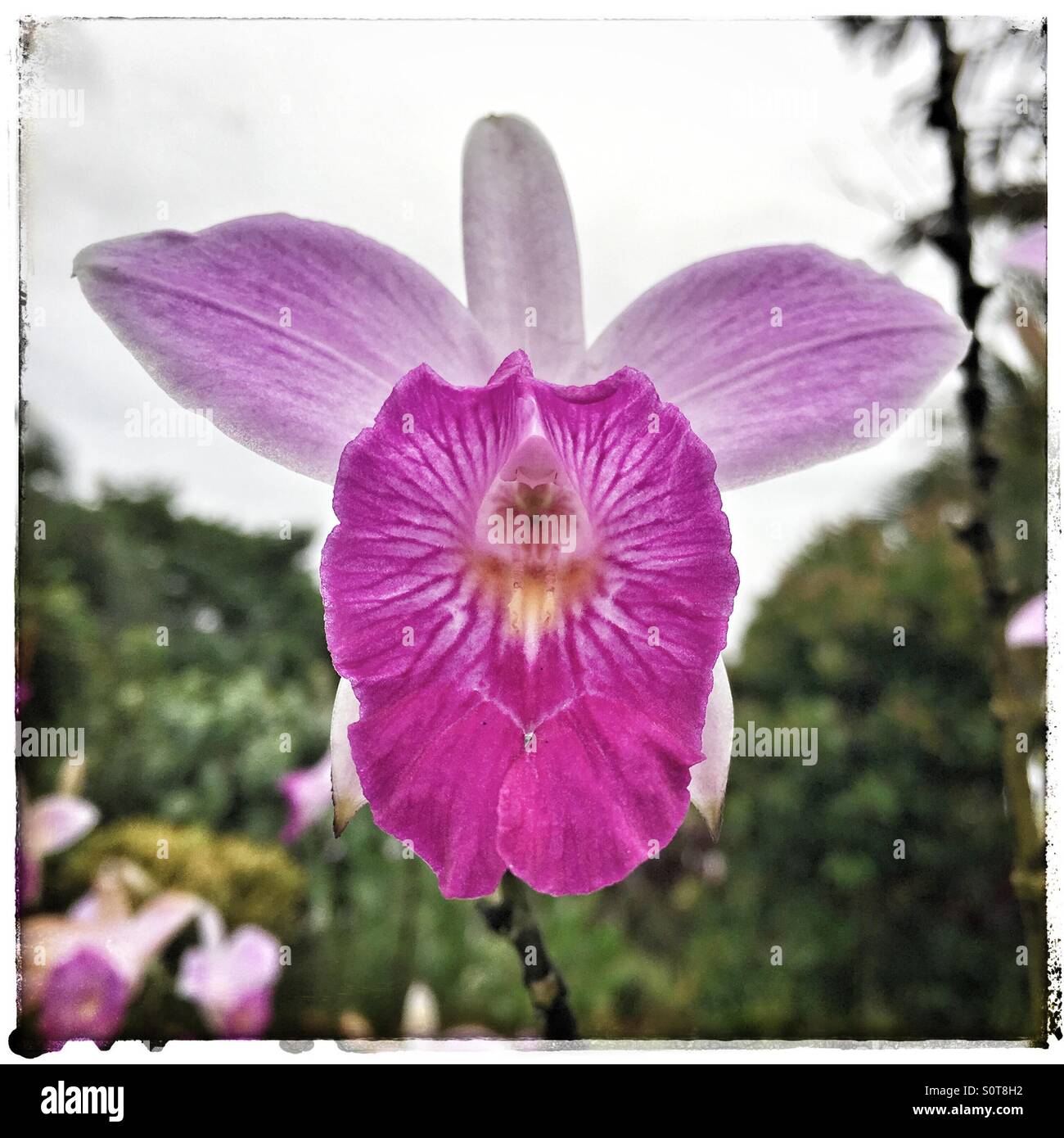 Pink day orchid in Costa Rican rain forest Stock Photo - Alamy