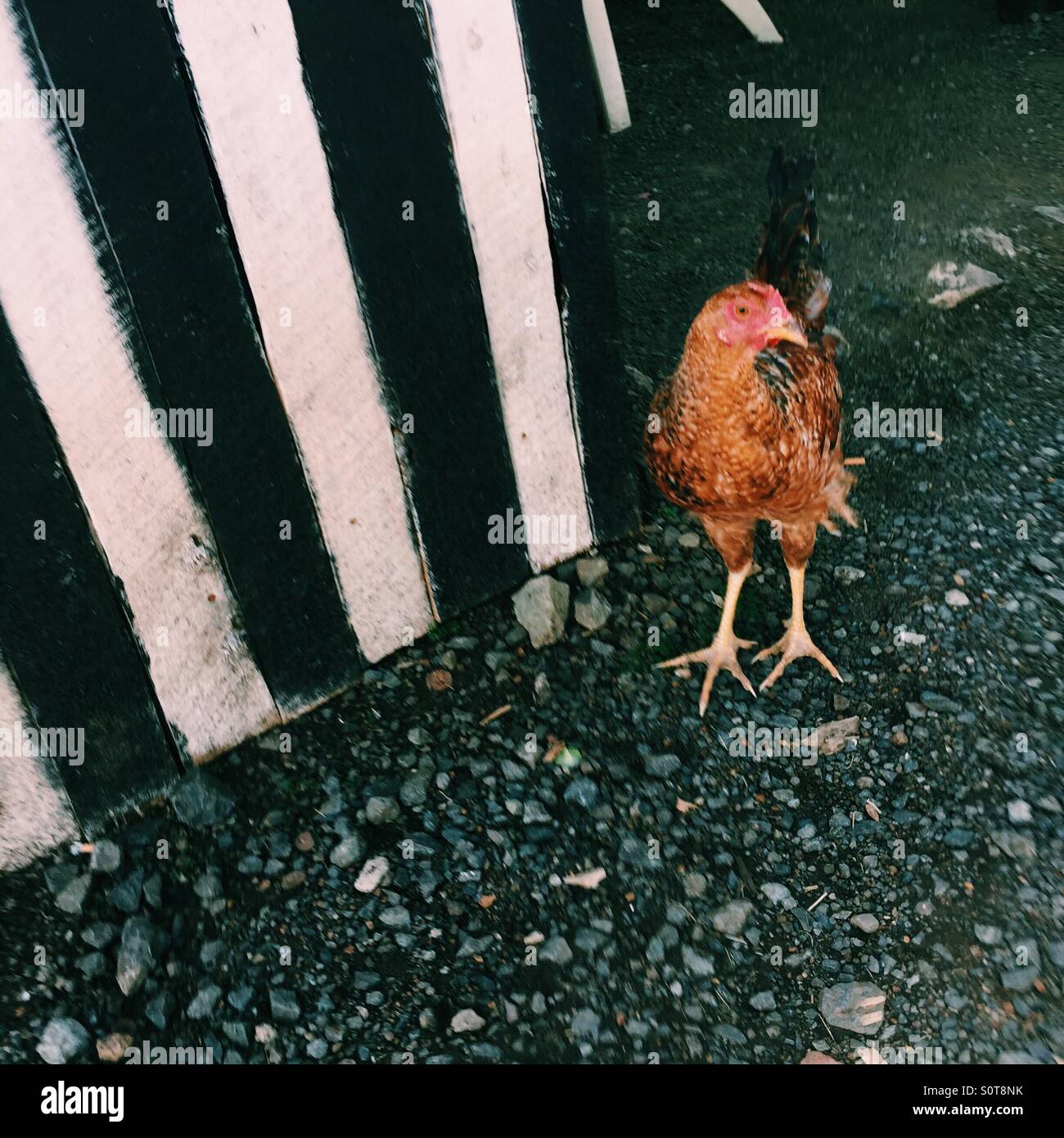 Chicken and black and white stripes on gravel Stock Photo - Alamy