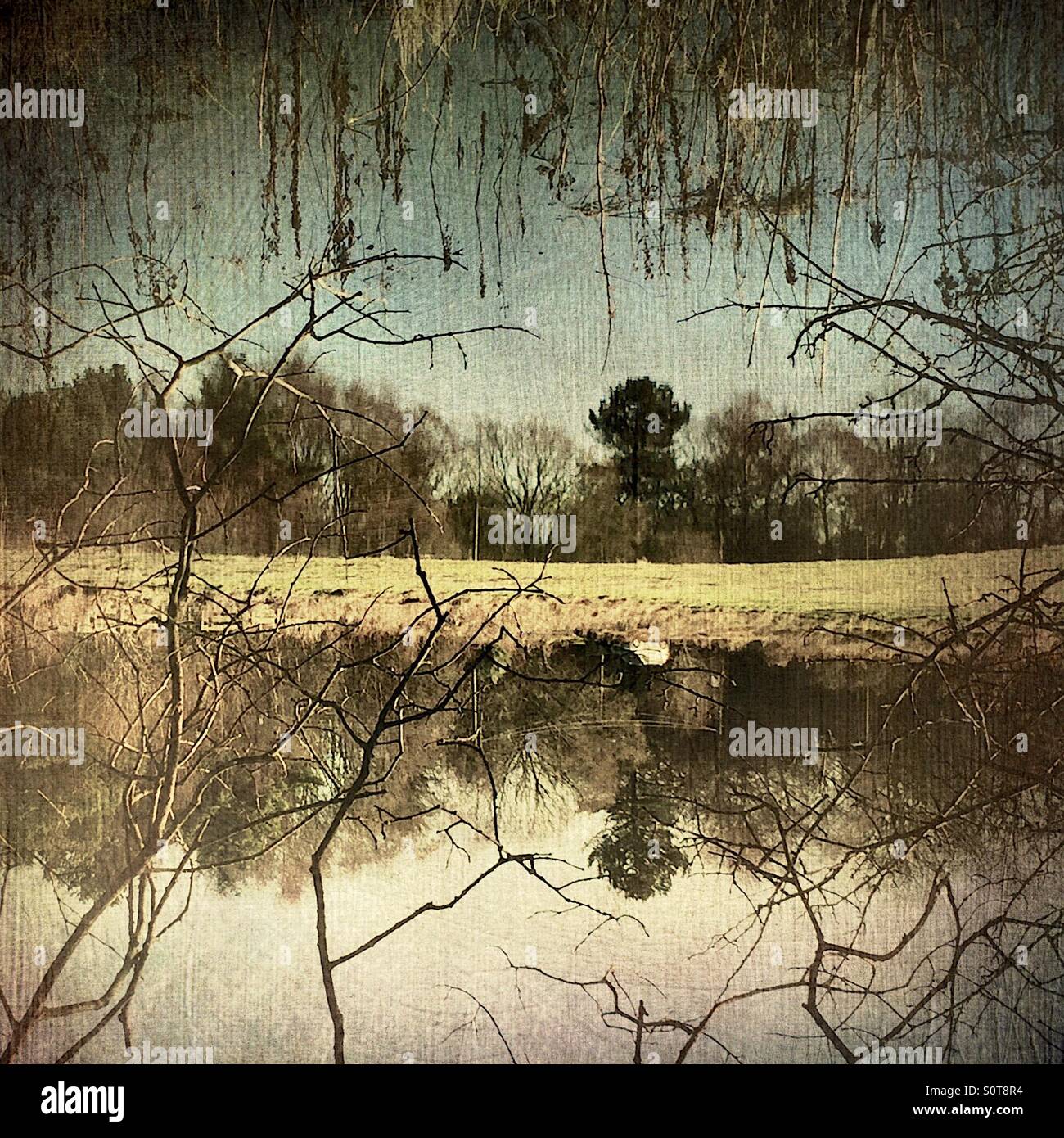 Branches upside down hi-res stock photography and images - Alamy