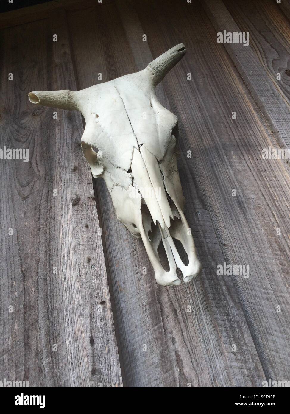 Steer skull hi-res stock photography and images - Alamy