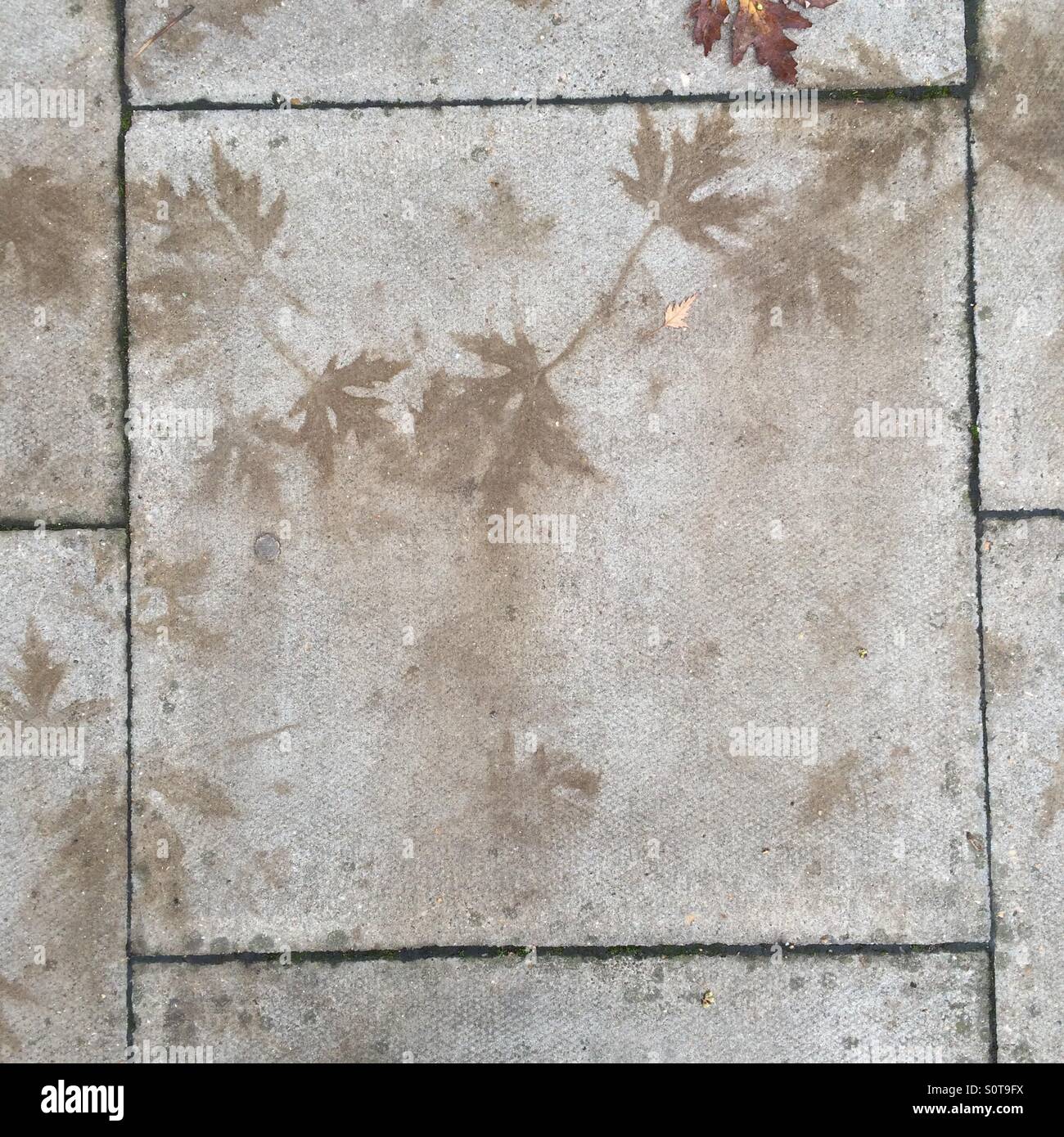 Leaf prints on pavement Stock Photo - Alamy