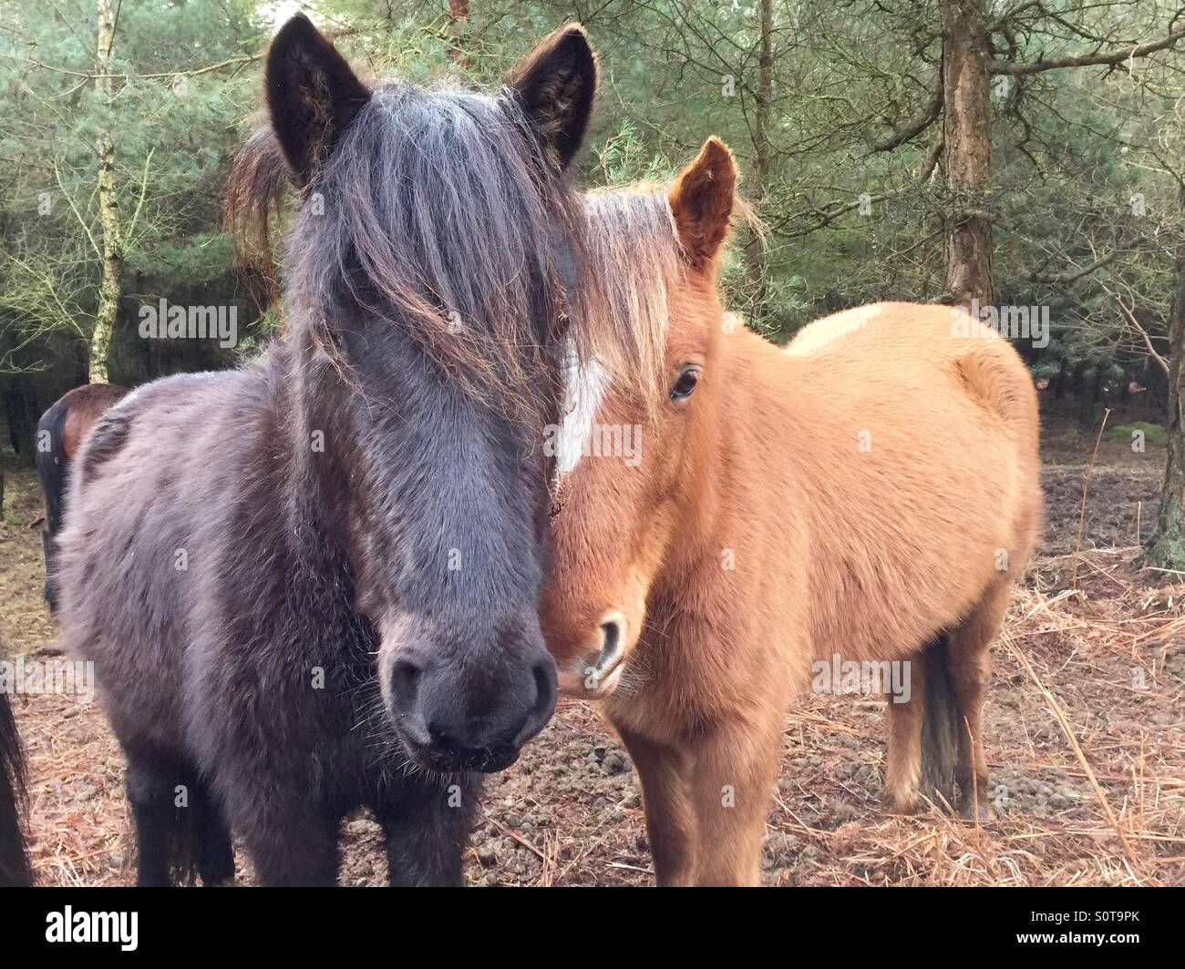 Black new forest pony hi-res stock photography and images - Alamy
