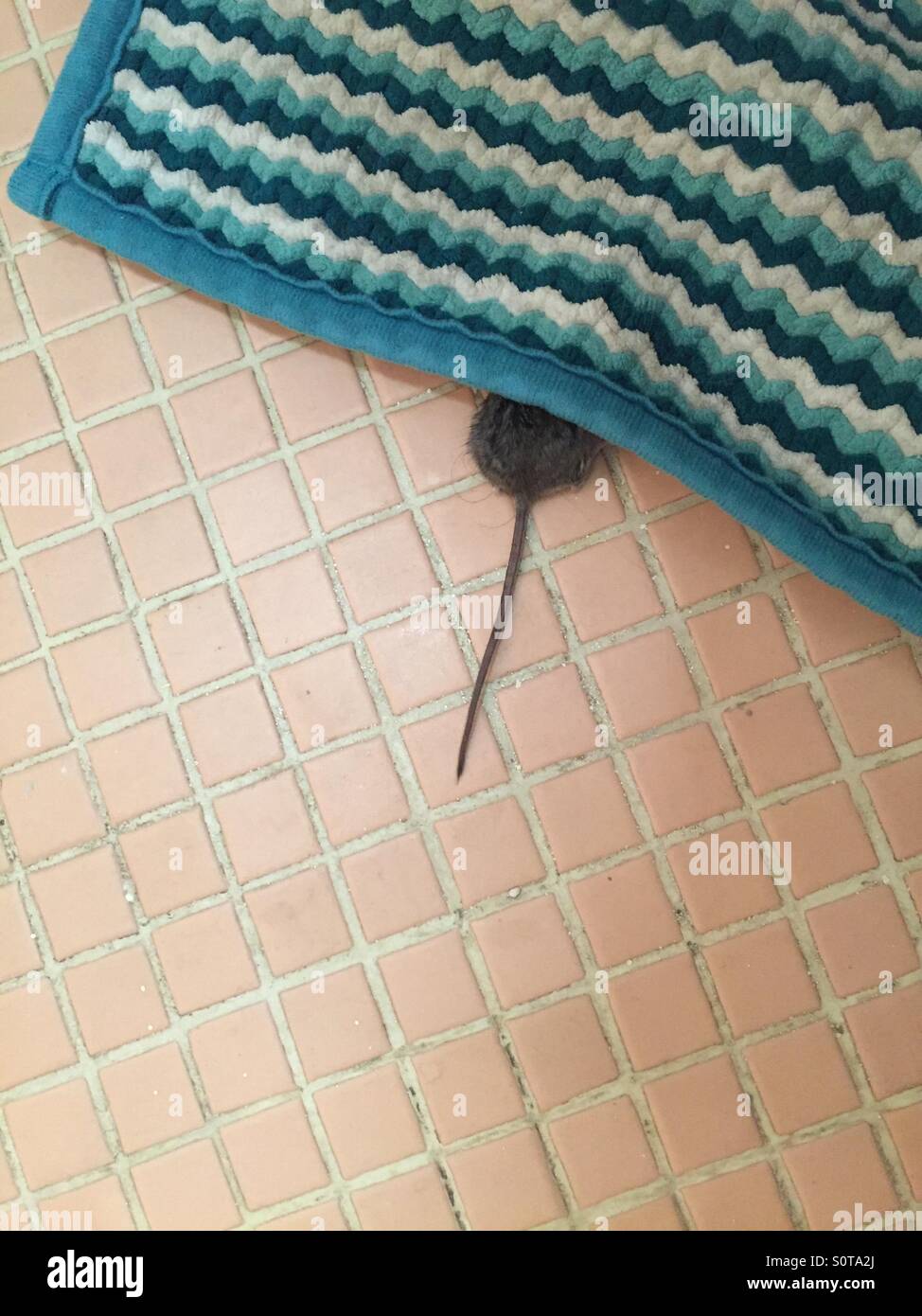 Mouse hiding from a cat under a bathroom rug Stock Photo - Alamy