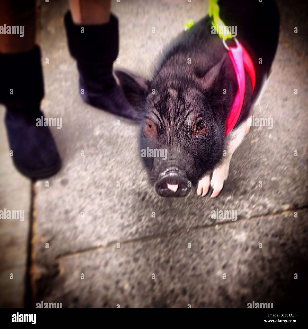 A woman walks with her pig "Juanito" in Colonia Condesa, Mexico City ...
