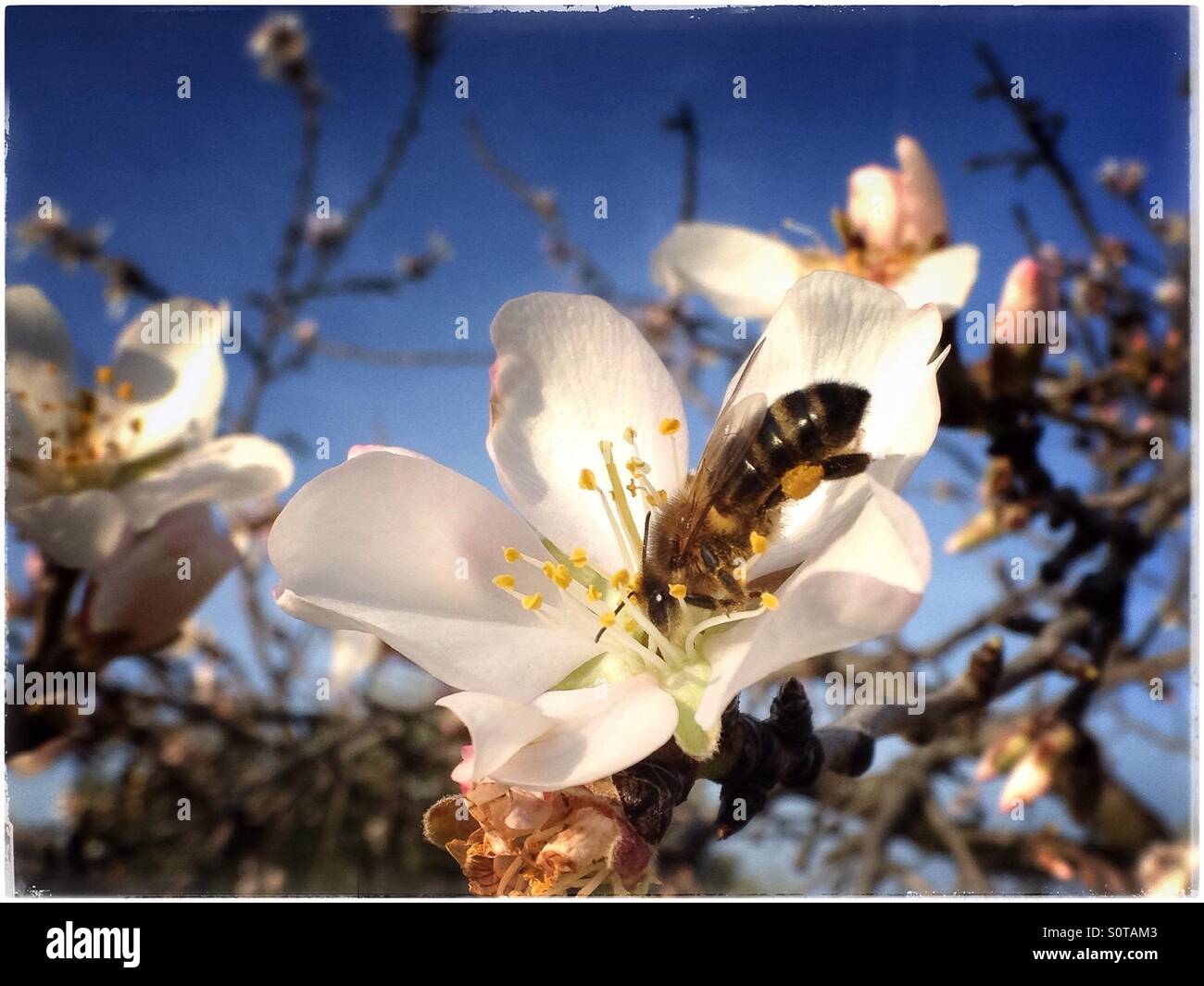 A bee pollinates almond flowers [Prunus dulcis], Catalonia, Spain Stock ...