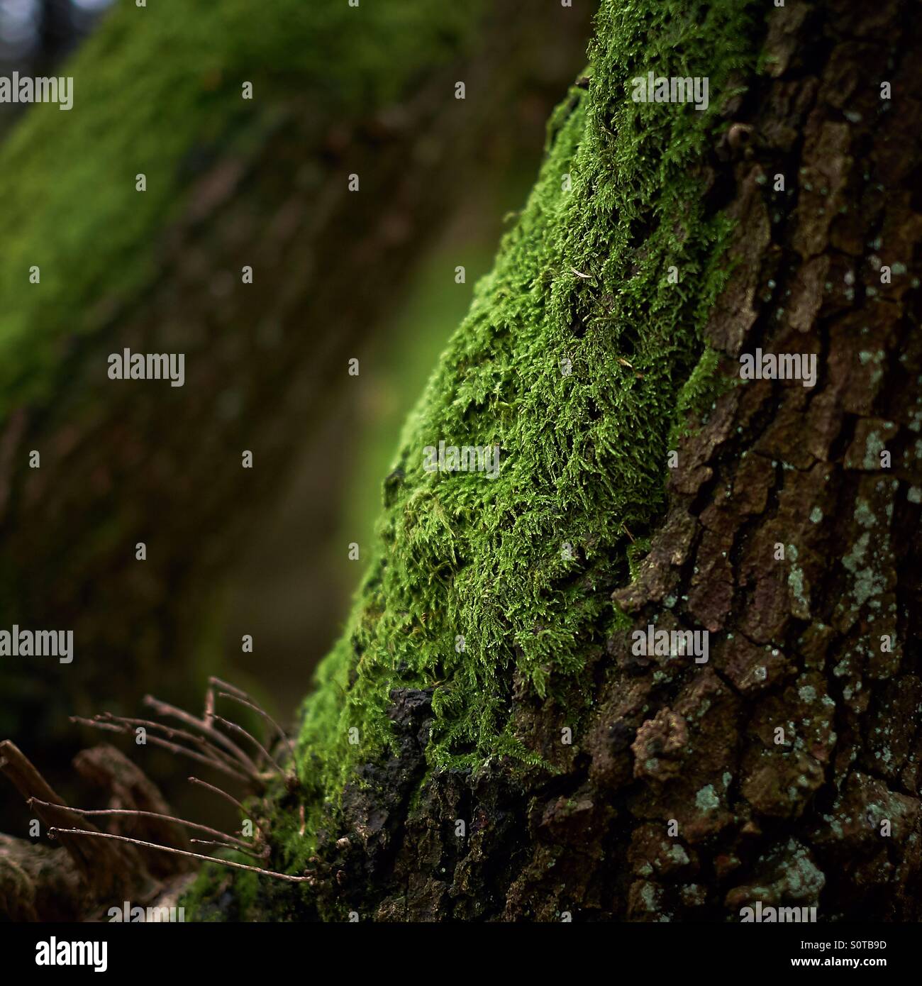 Bark moss mossy tree hi-res stock photography and images - Alamy