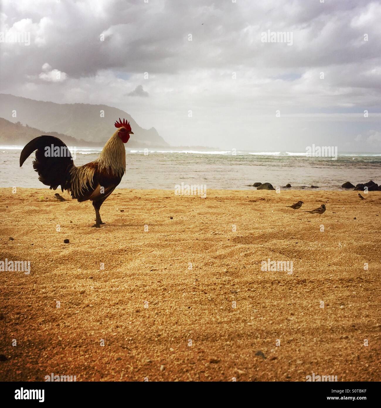 A colorful roster/chicken stands on the beach. Hanalei, Kauai USA Stock ...