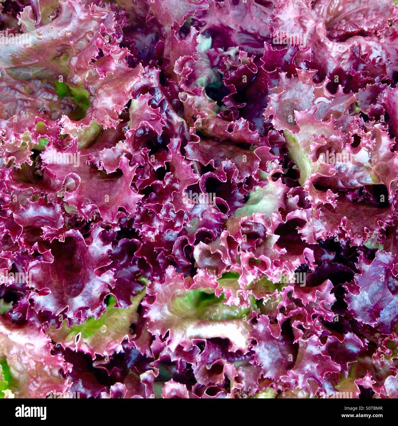 Red lettuce hi-res stock photography and images - Alamy