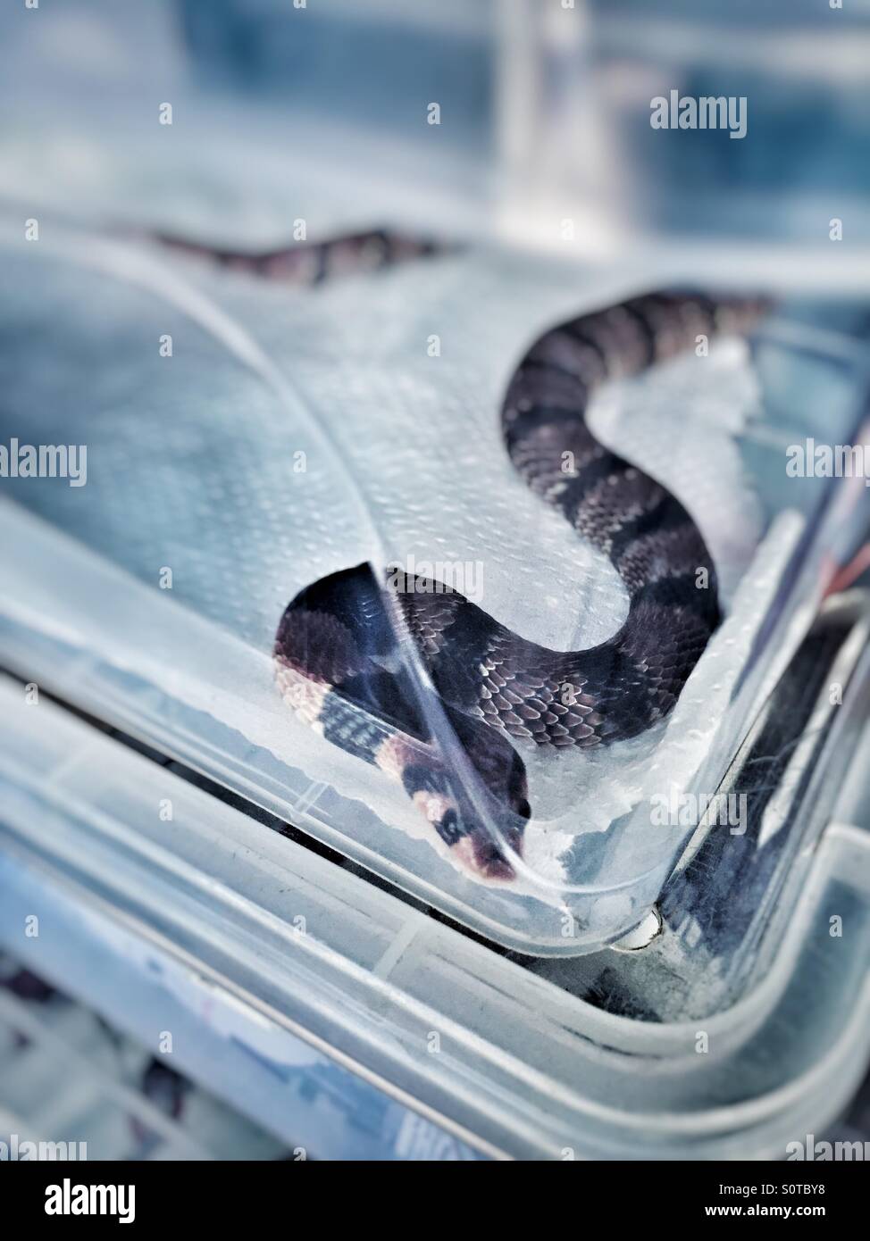 Catching snakes hi-res stock photography and images - Alamy