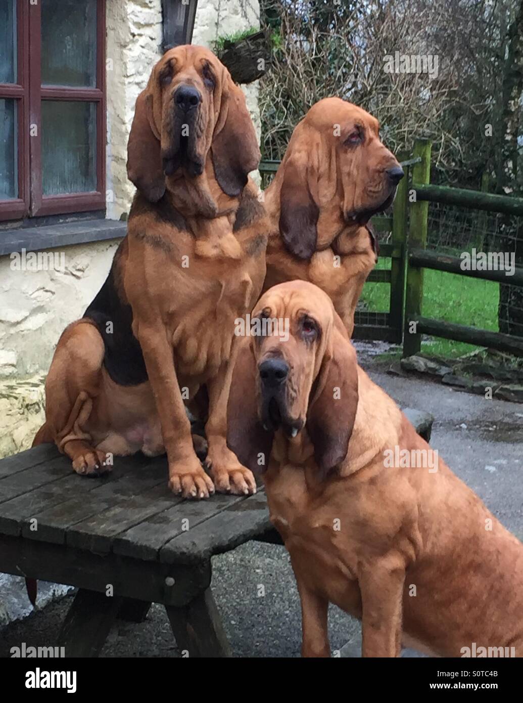 Bloodhounds hi-res stock photography and images - Alamy