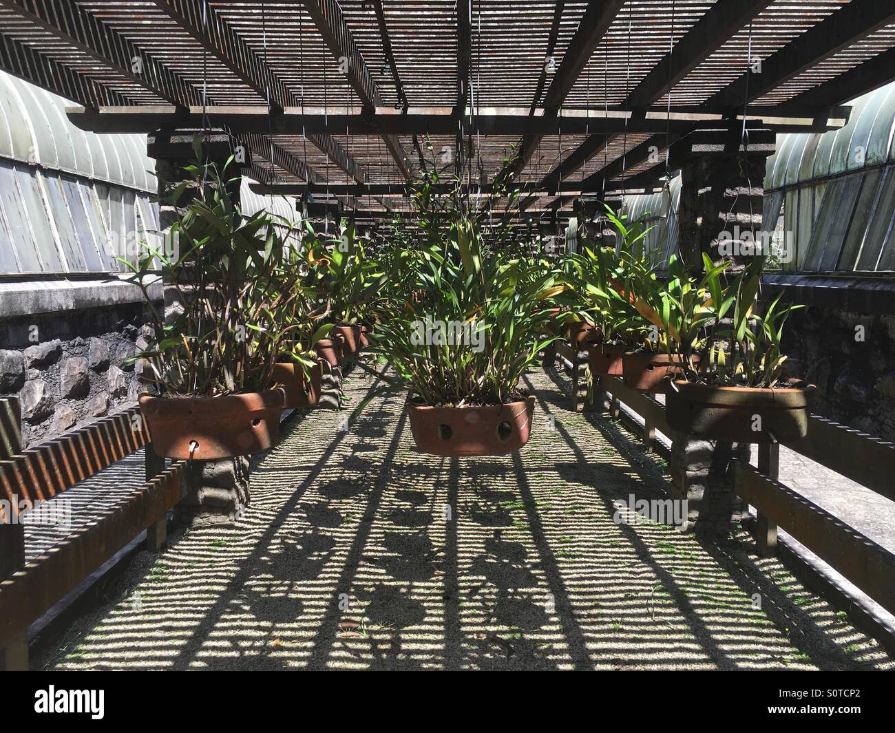 Infinity plant hi-res stock photography and images - Alamy