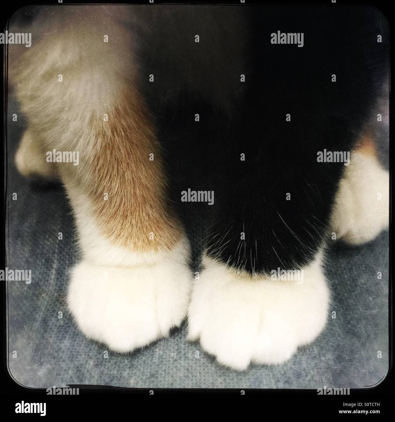 Cute calico paws Stock Photo - Alamy