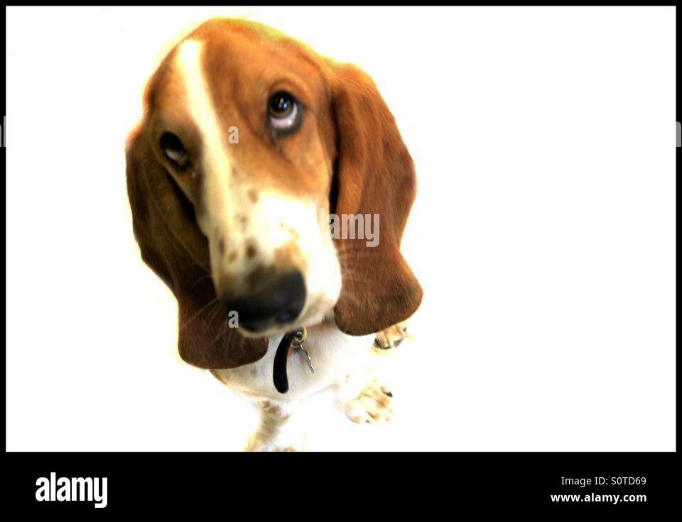 Puppy dog eyes Stock Photo - Alamy